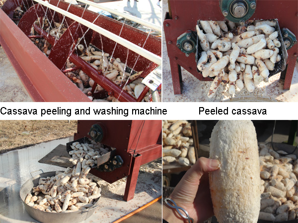 Automatic cassava peeling and washing machine Low cost price for sale ...